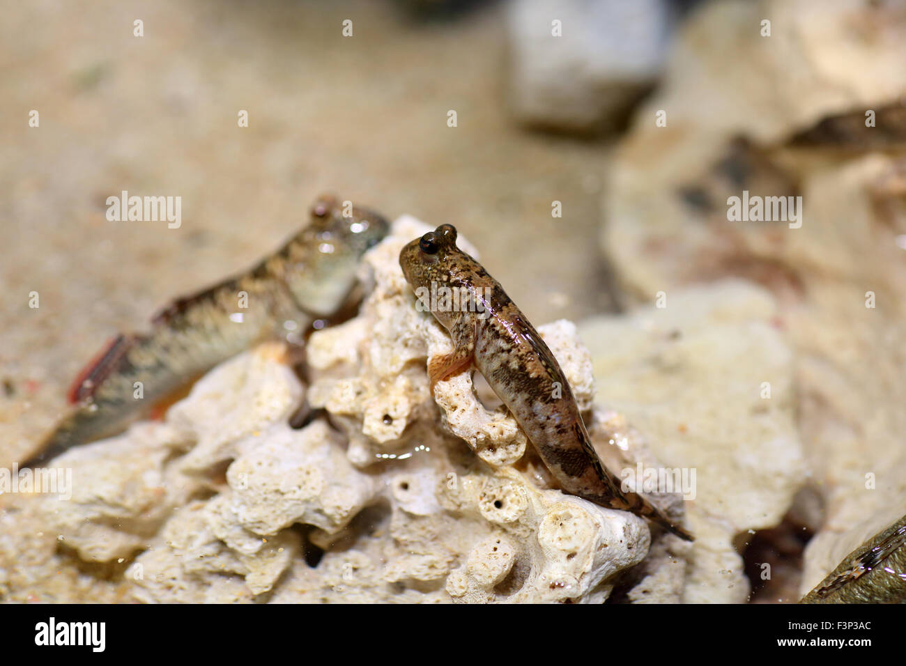 Barred mudskipper (Periophthalmus argentilineatus) in Japan Stock Photo ...