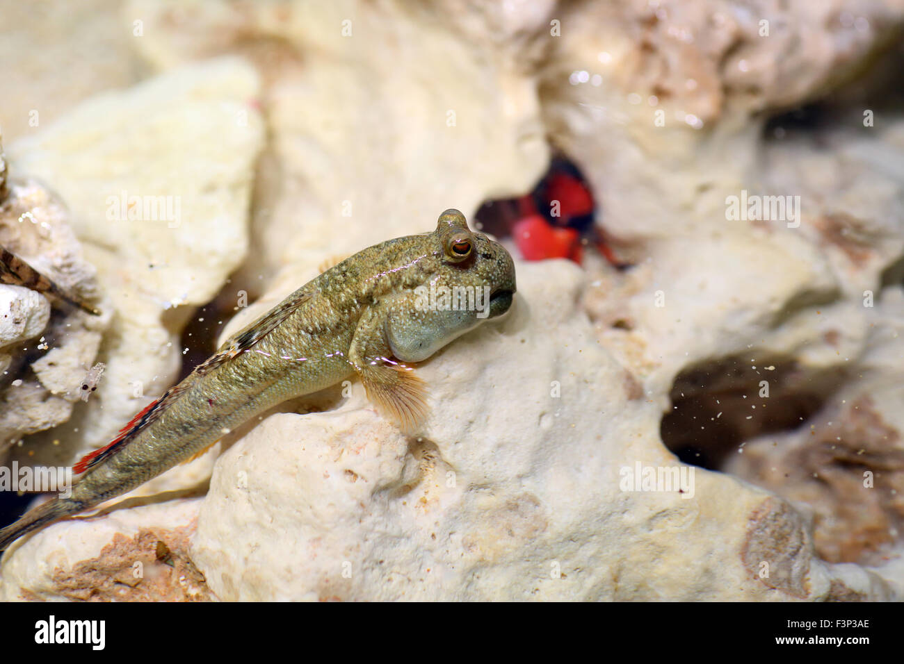 Baby Mudskipper Fish