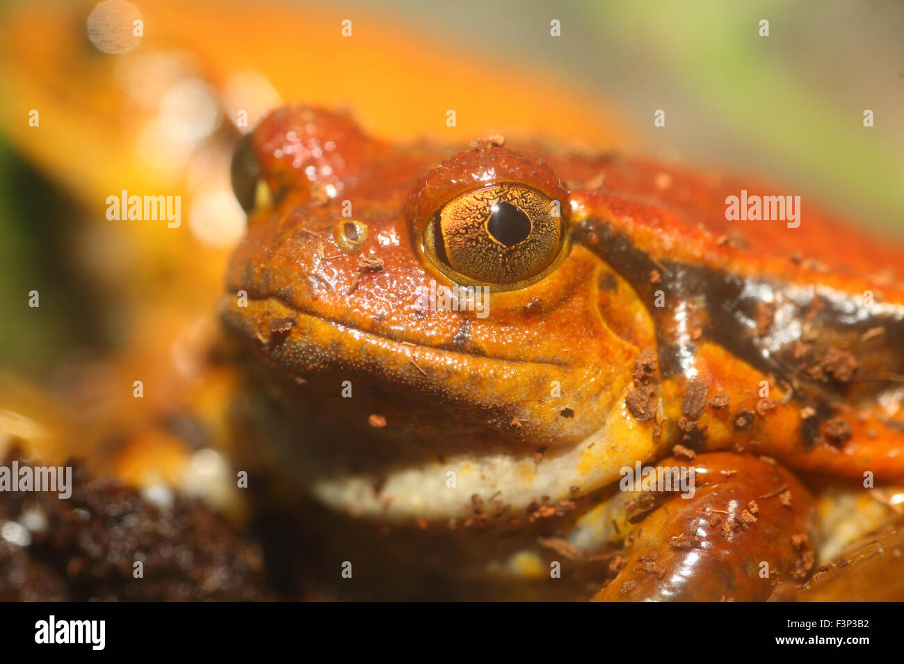 Tomato frog hi-res stock photography and images - Alamy