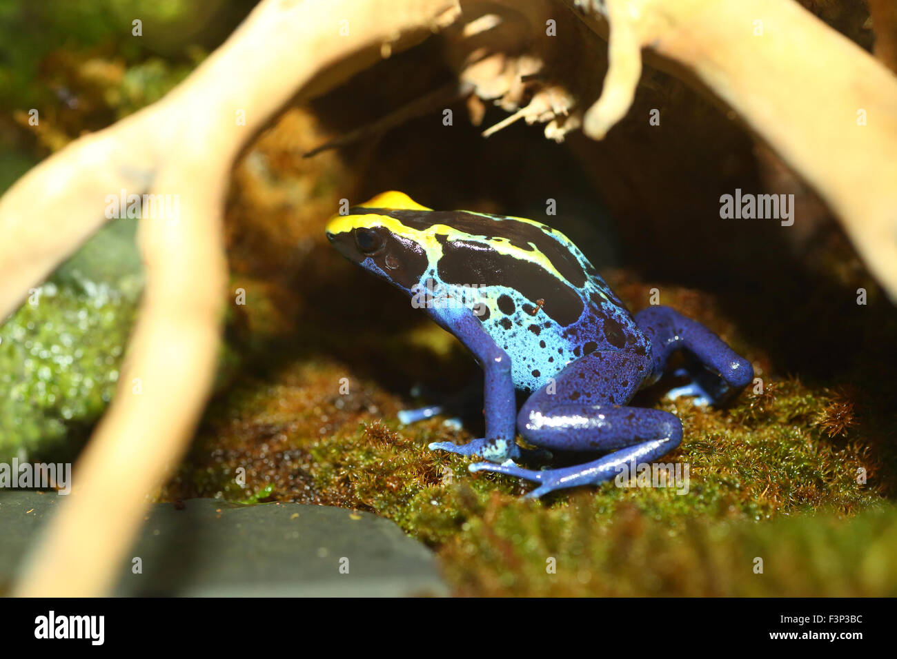 Dyeing poison dart frog (Dendrobates tinctorius Stock Photo - Alamy