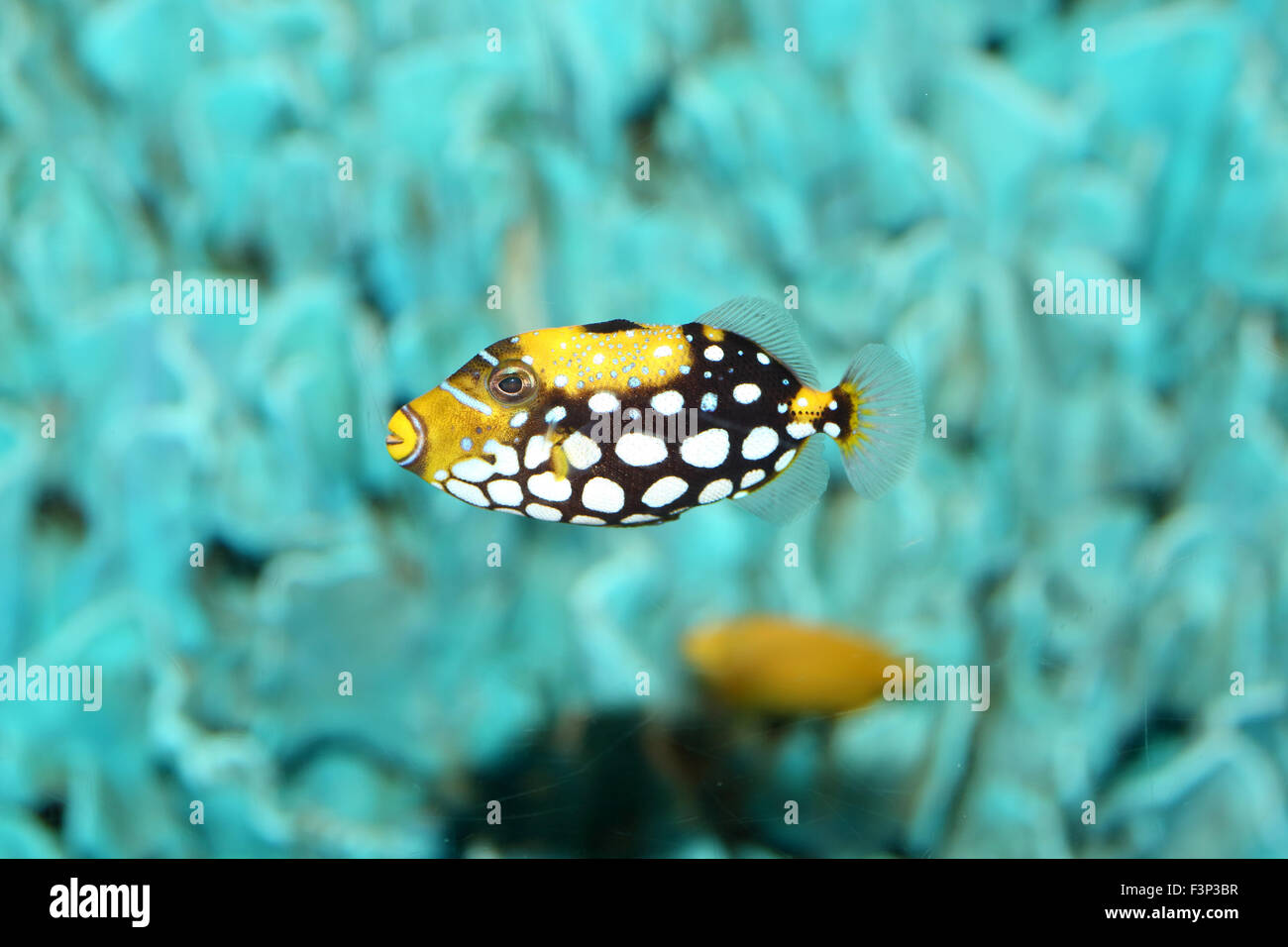 Clown triggerfish (Balistoides conspicillum) in Japan Stock Photo - Alamy