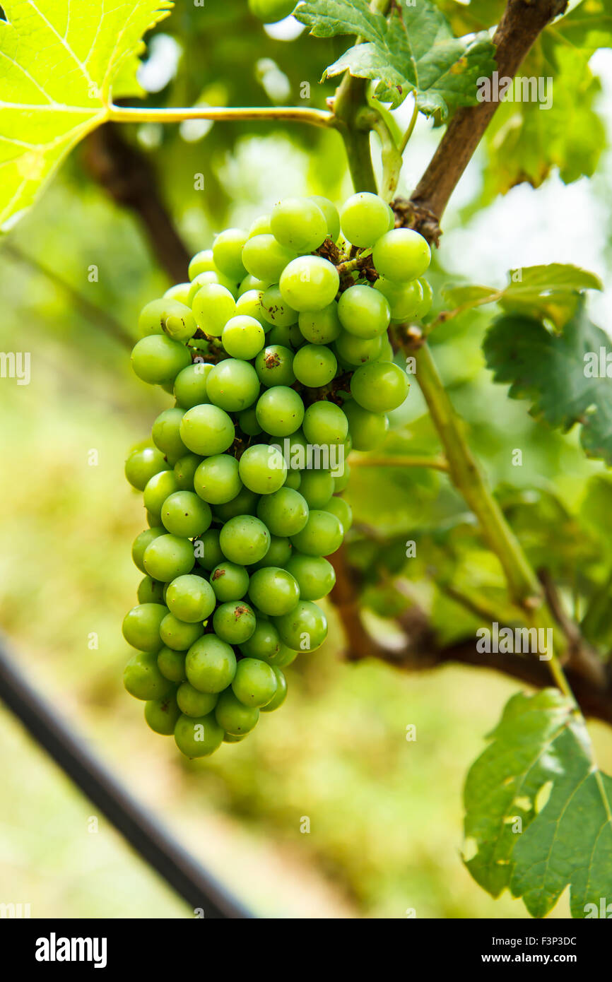 Grapes on the tree in the garden Stock Photo - Alamy