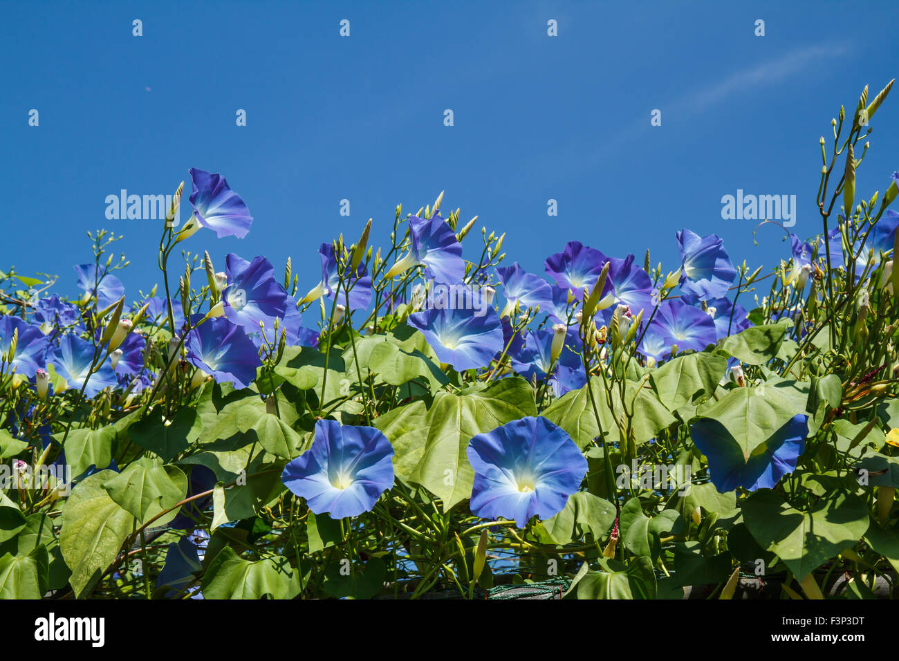 Ipomoea blue star hi-res stock photography and images - Alamy