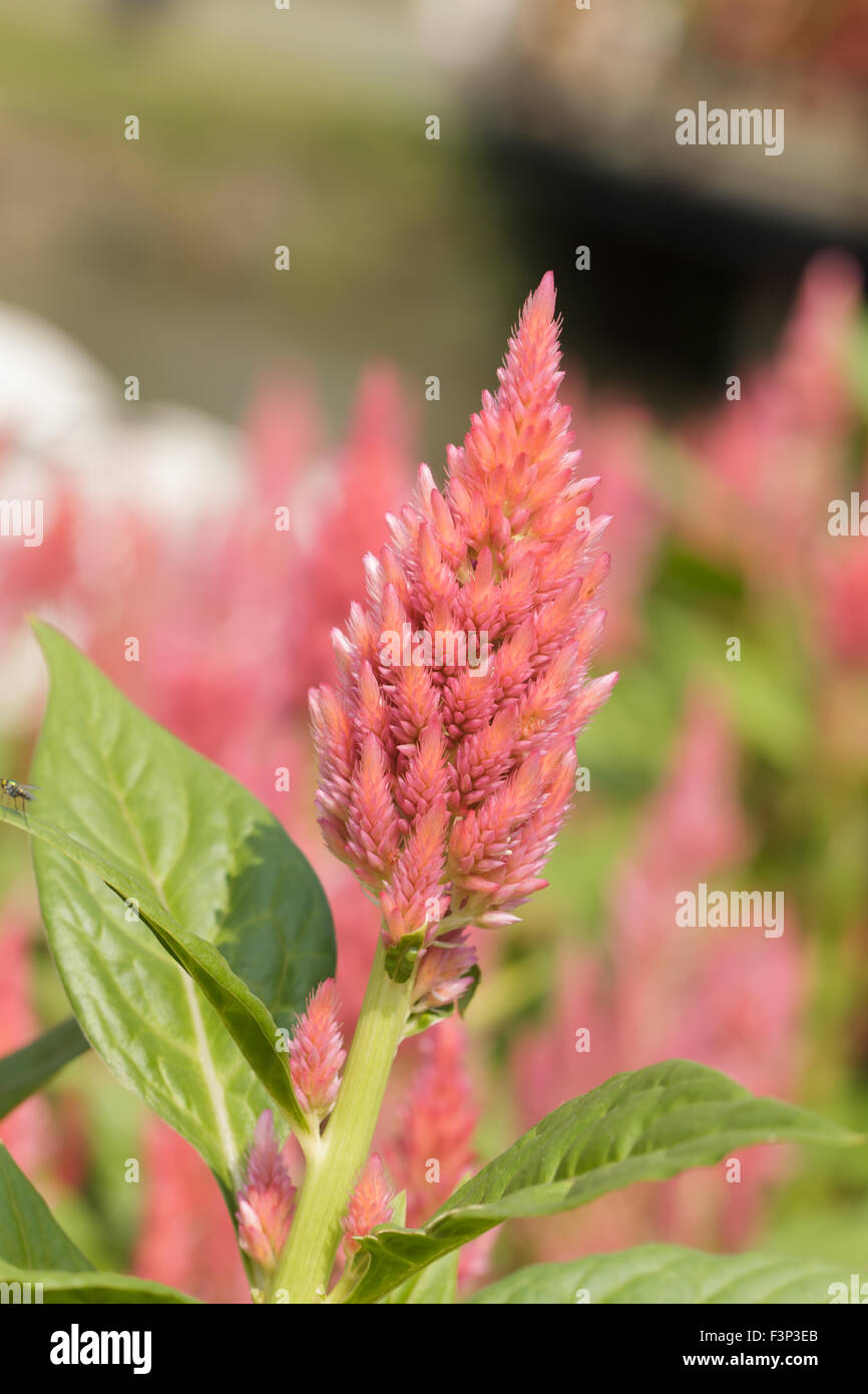 Plumed cockscomb flower hi-res stock photography and images - Alamy