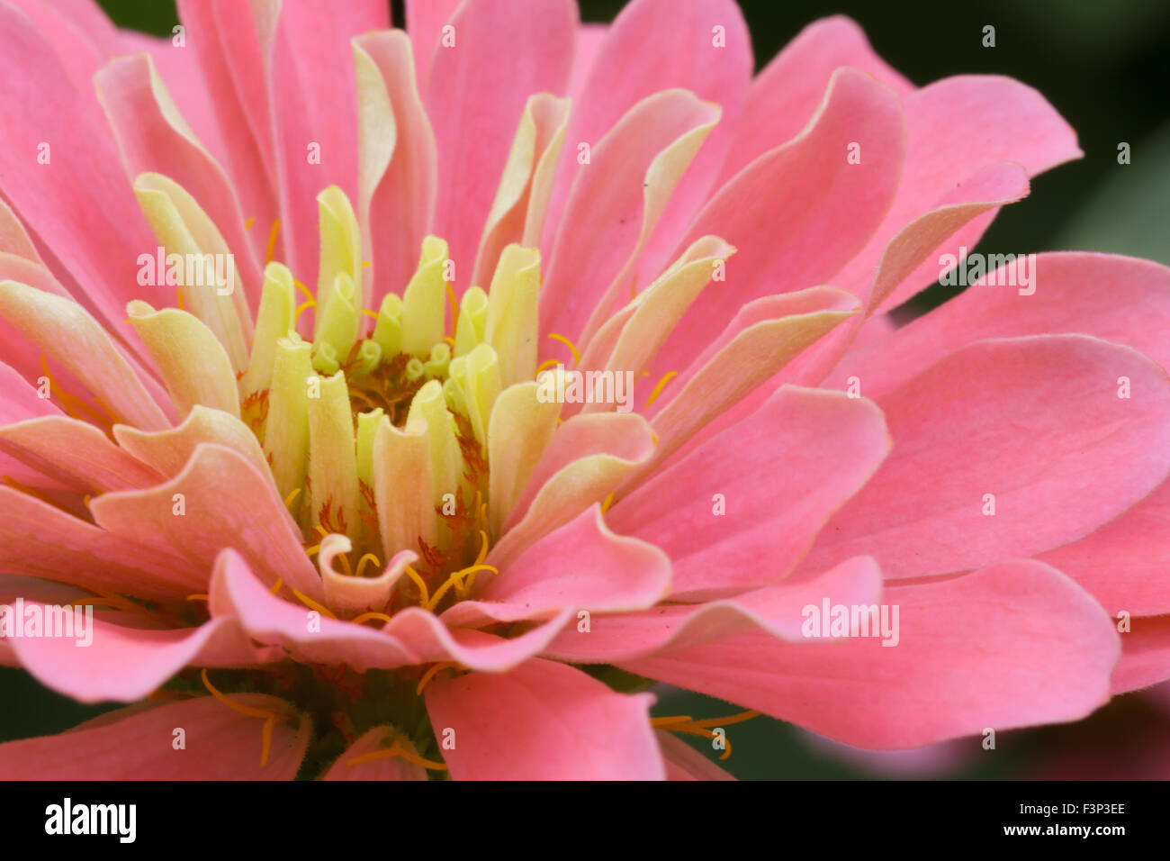 Red impatiens flower Stock Photo - Alamy