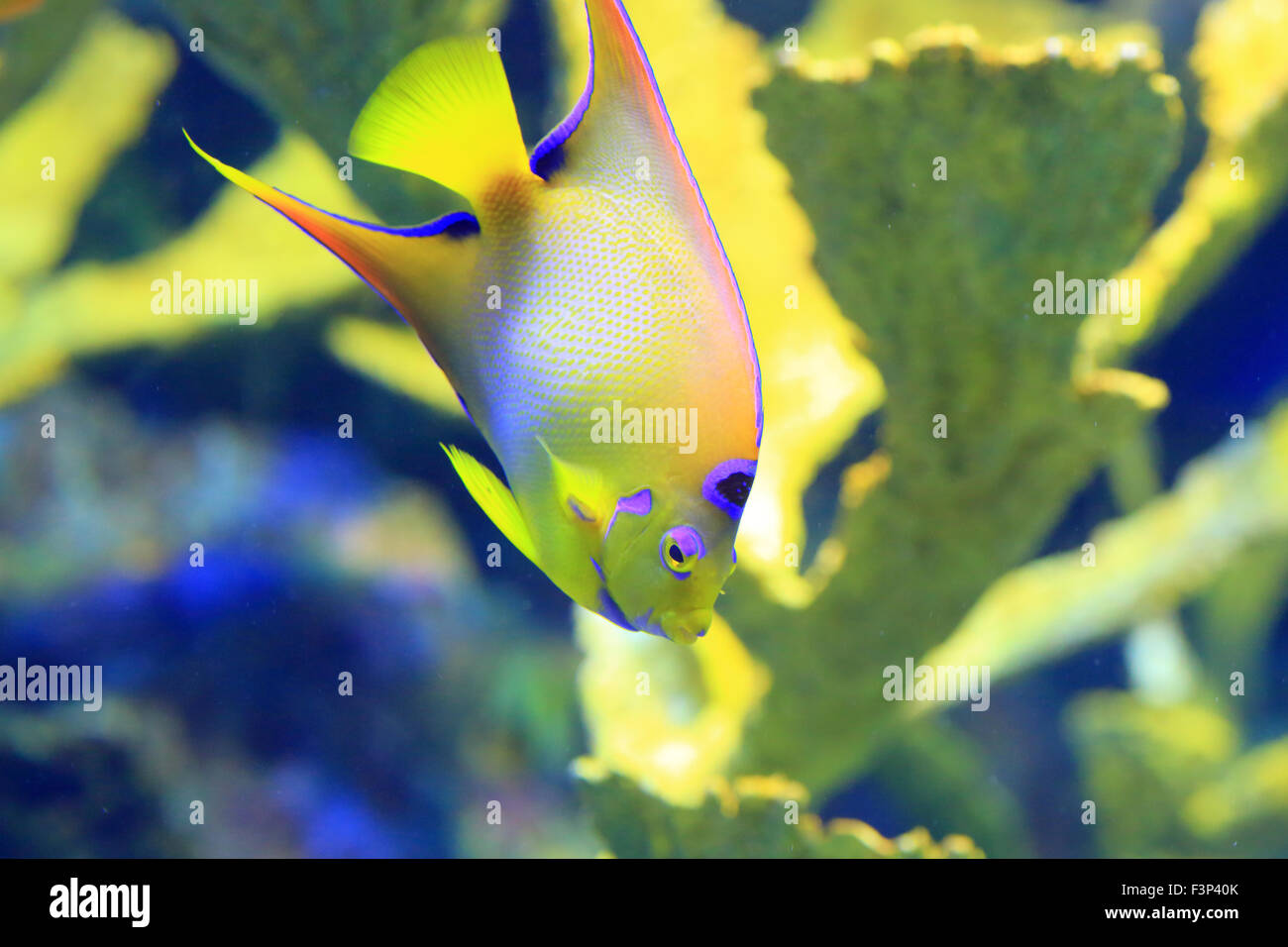 Queen angelfish eel hi-res stock photography and images - Alamy