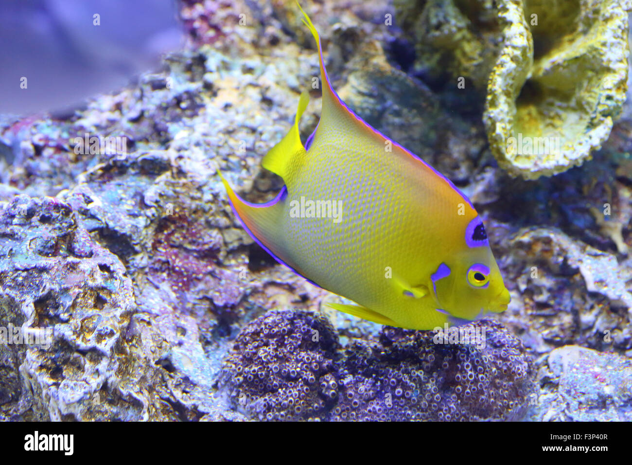 Queen angelfish (Holacanthus ciliaris) in Japan Stock Photo - Alamy