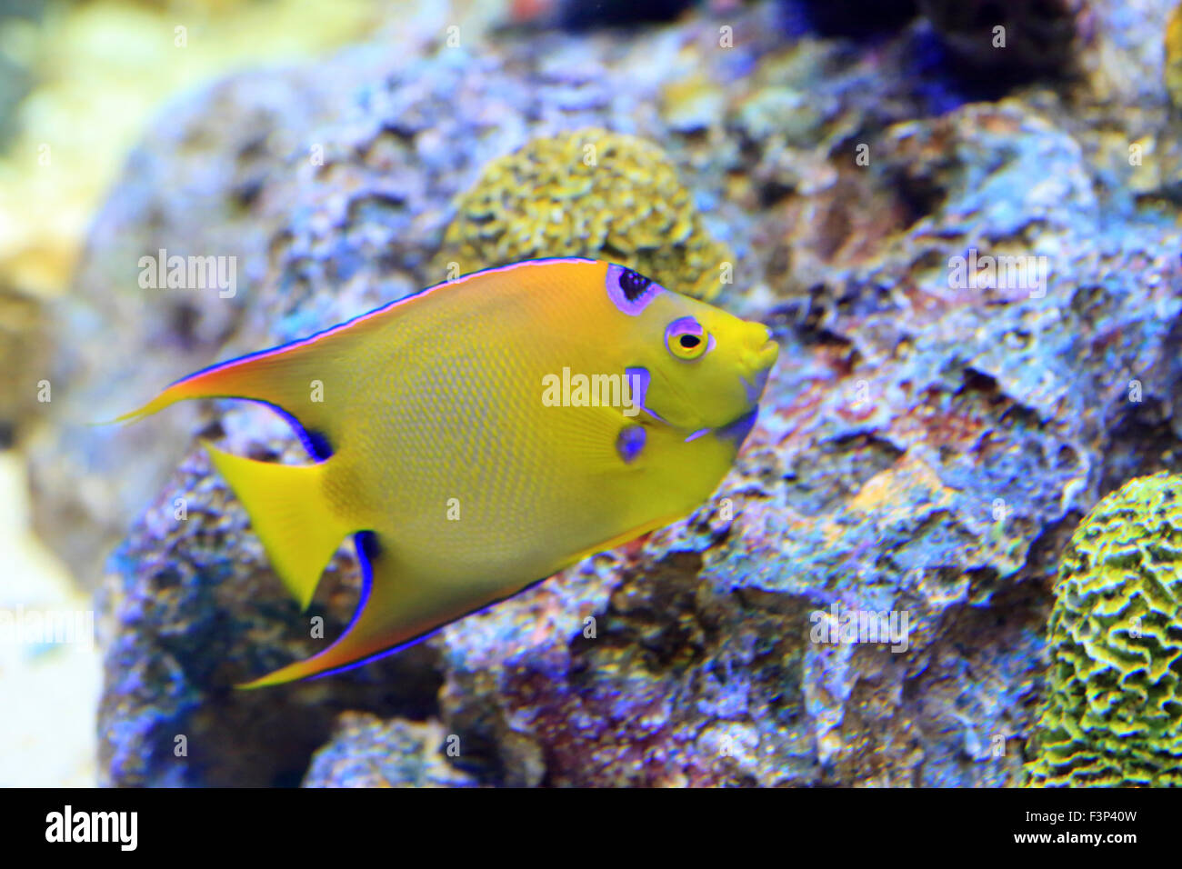 Queen angelfish eel hi-res stock photography and images - Alamy