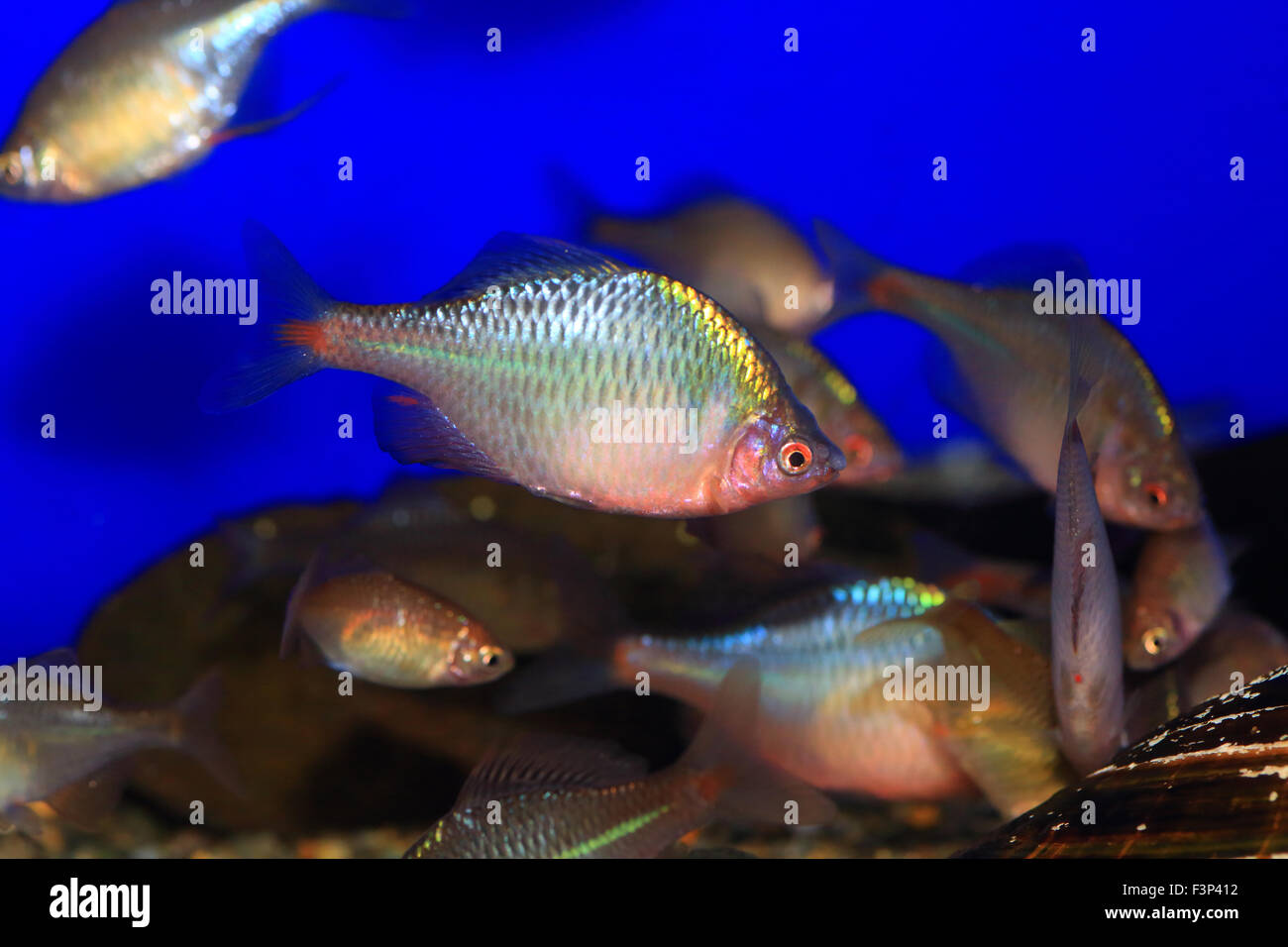 Japanese bitterling hi-res stock photography and images - Alamy