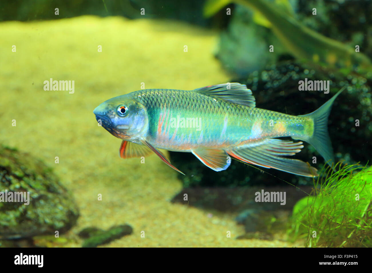 Zacco platypus hi-res stock photography and images - Alamy