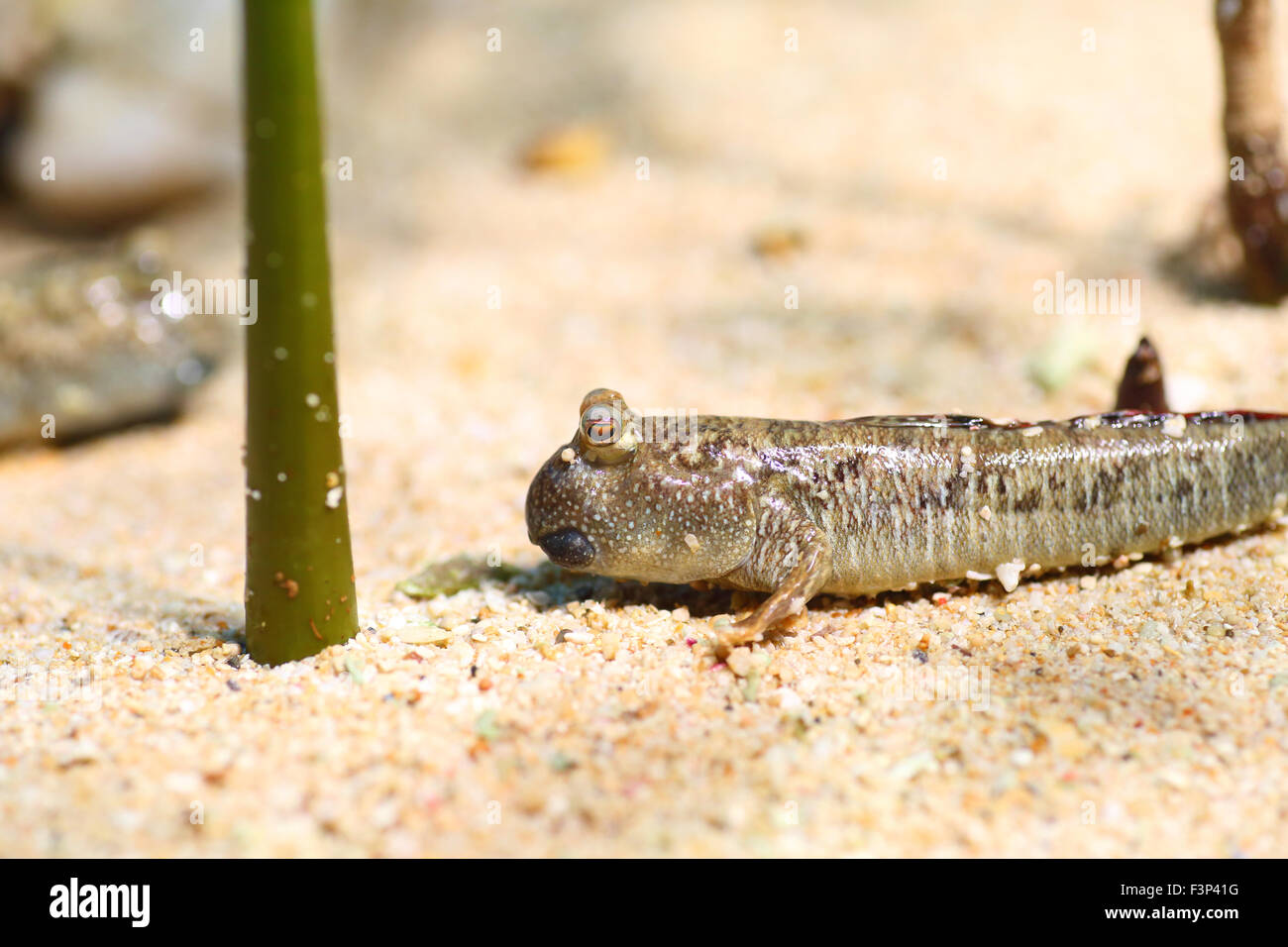 Mudskipper japan hi-res stock photography and images - Alamy
