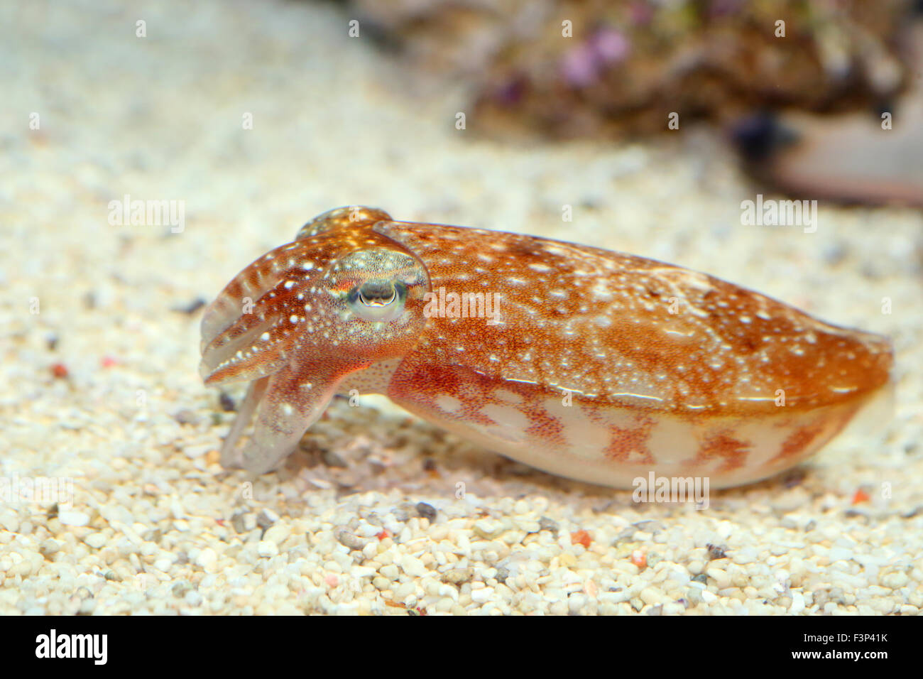 Kobi cuttlefish (Sepia kobiensis) in Japan Stock Photo - Alamy