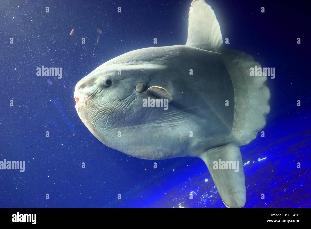 Ocean sunfish (Mola mola) in Japan Stock Photo - Alamy