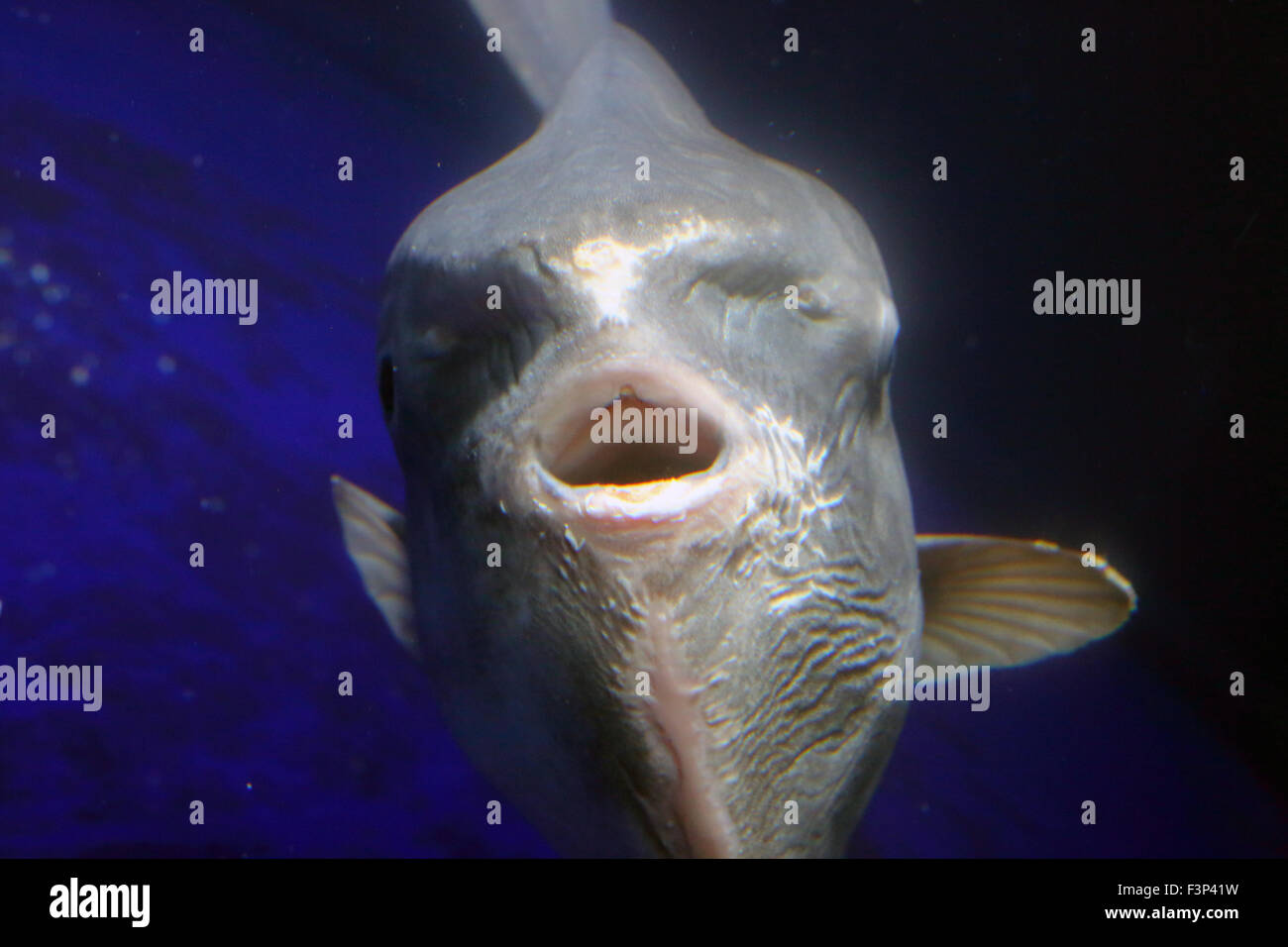 Ocean sunfish (Mola mola) in Japan Stock Photo - Alamy