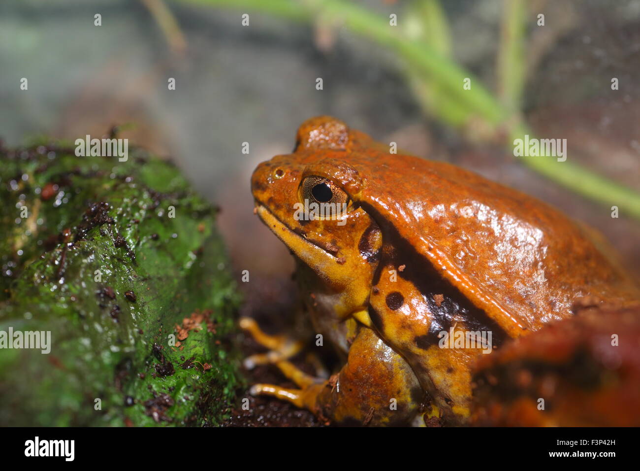 False tomato frog (Dyscophus guineti Stock Photo - Alamy