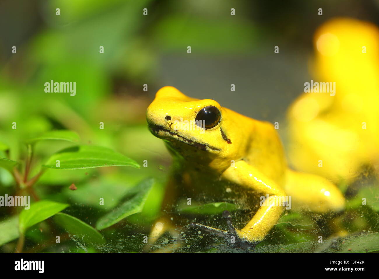 Golden poison frog (Phyllobates terribilis Stock Photo - Alamy