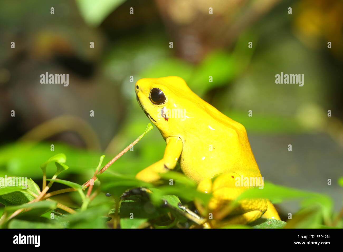 Golden poison frog (Phyllobates terribilis Stock Photo - Alamy
