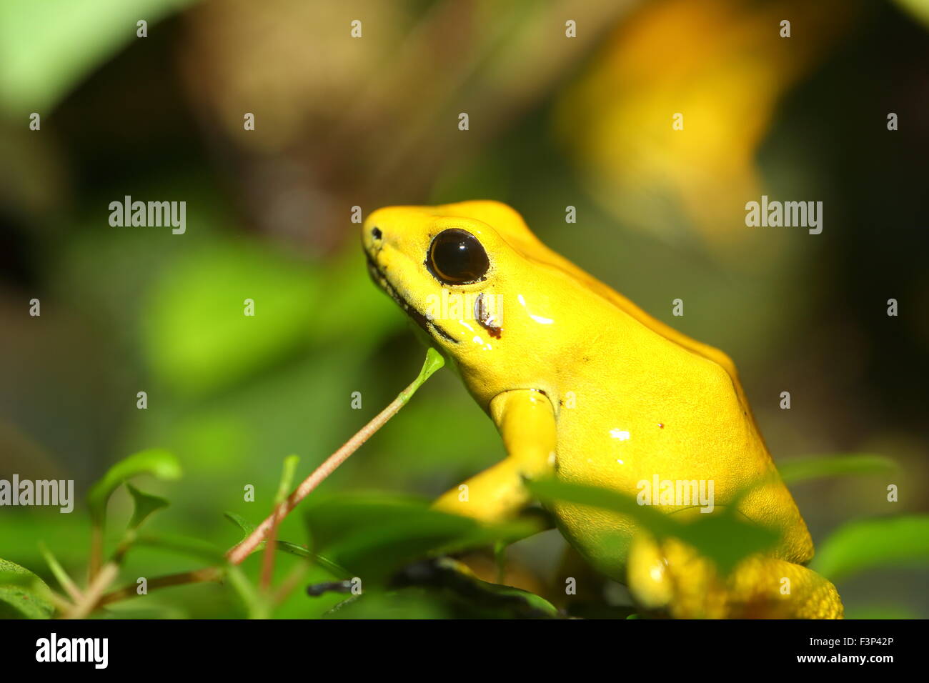 Golden poison frog (Phyllobates terribilis Stock Photo - Alamy