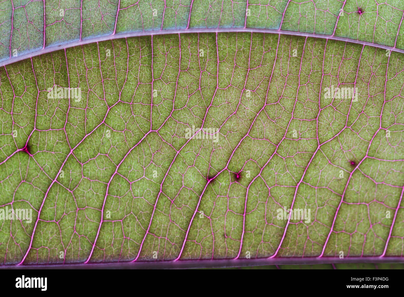 Spine texture hi-res stock photography and images - Alamy