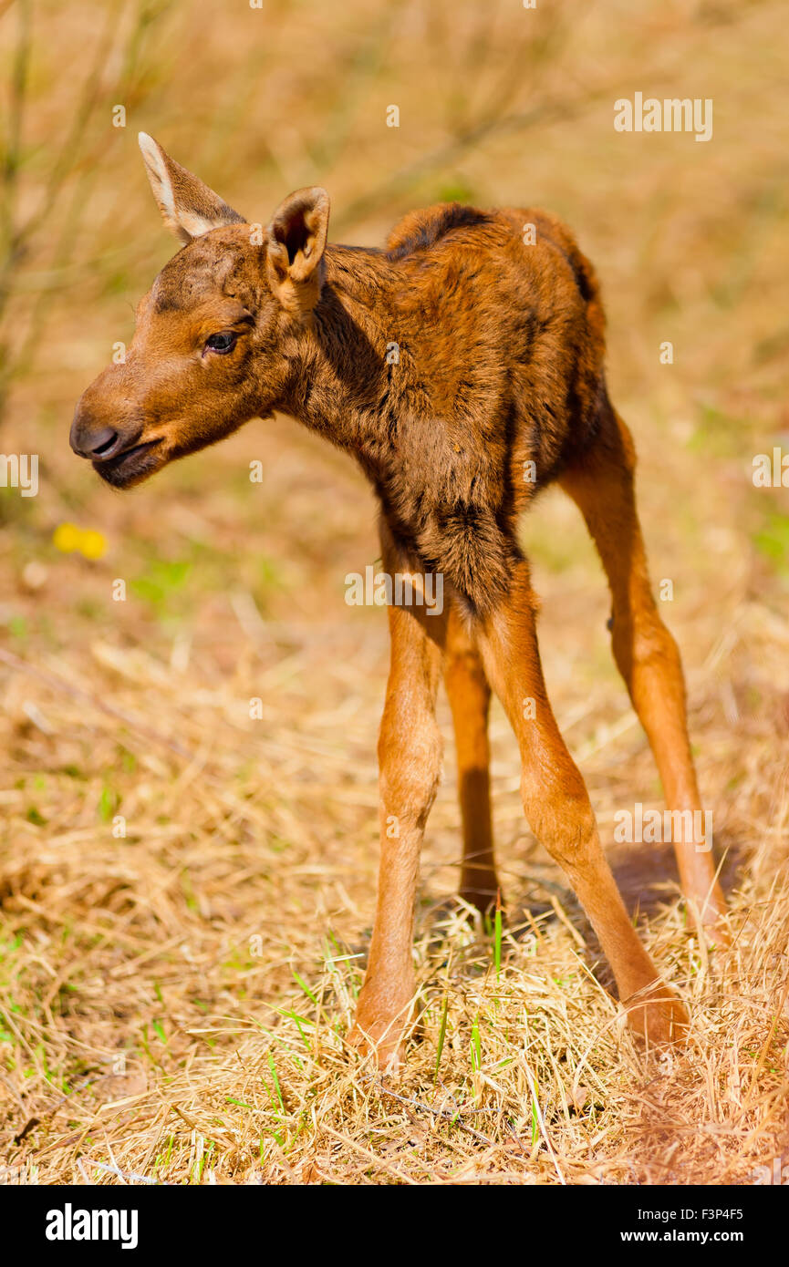 newborn calf moose stands on shaky legs Stock Photo - Alamy