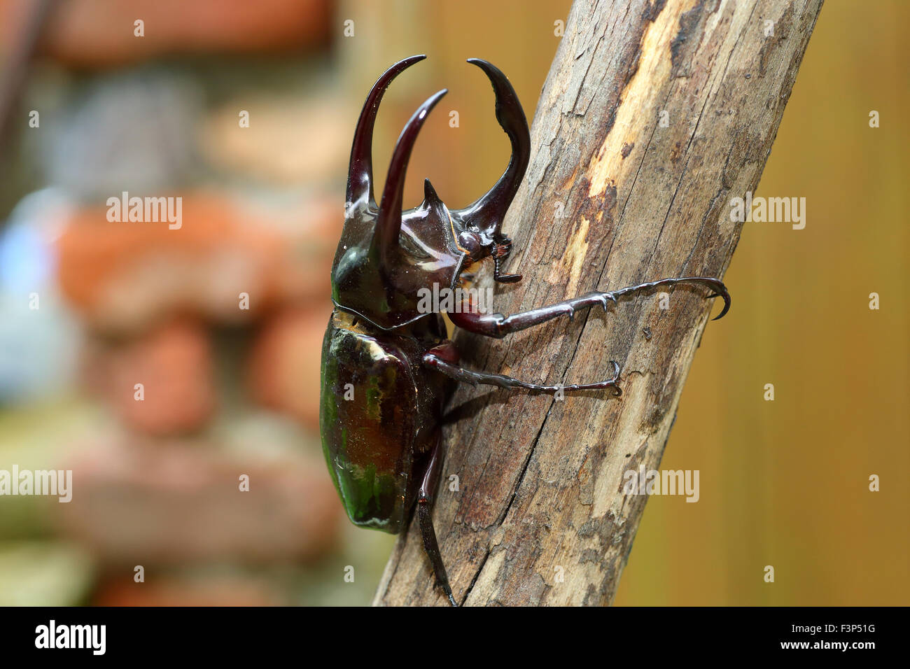 Atlas beetle (Chalcosoma atlas) in Philippines Stock Photo - Alamy