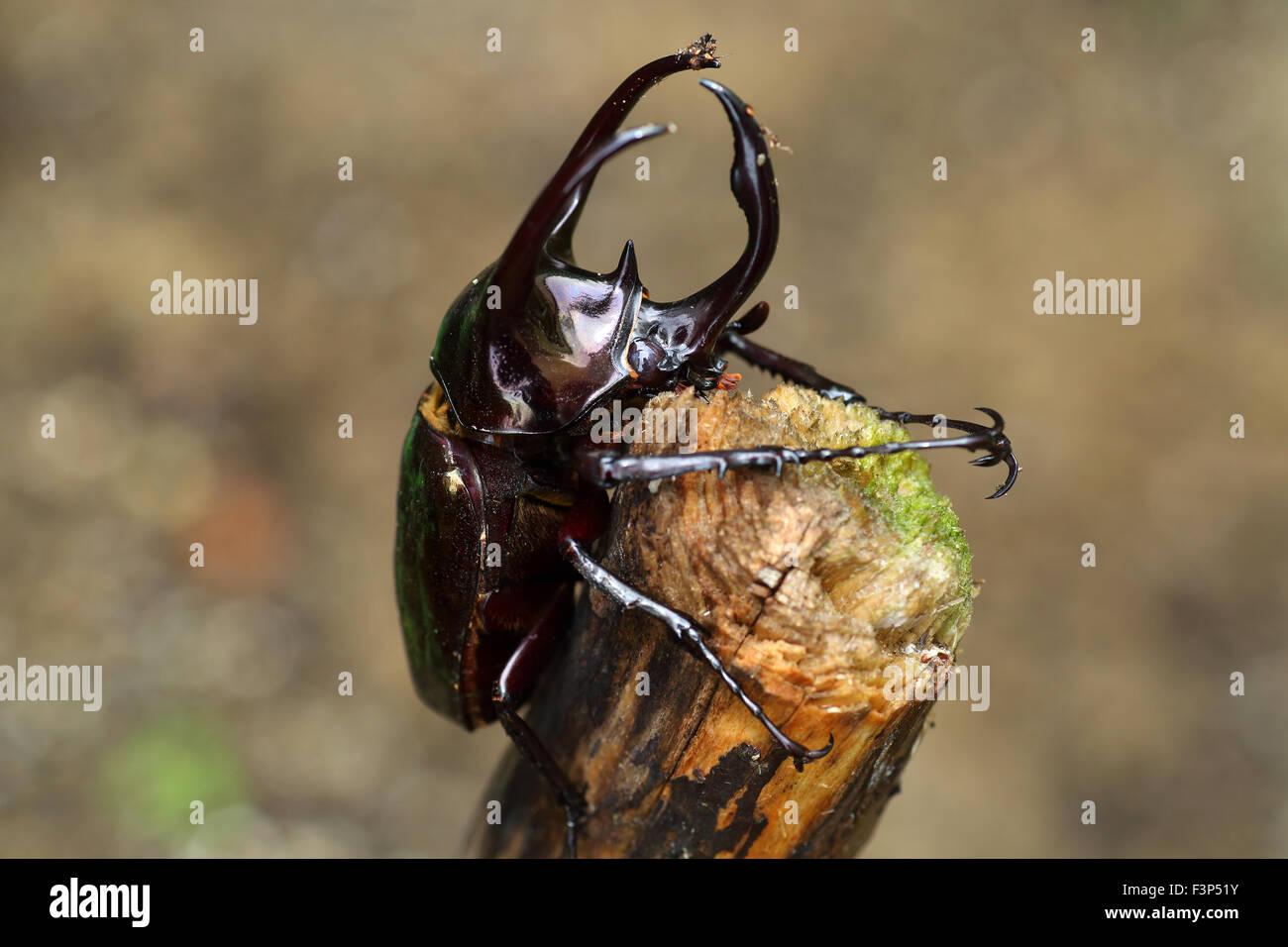 Atlas beetle (Chalcosoma atlas) in Philippines Stock Photo - Alamy
