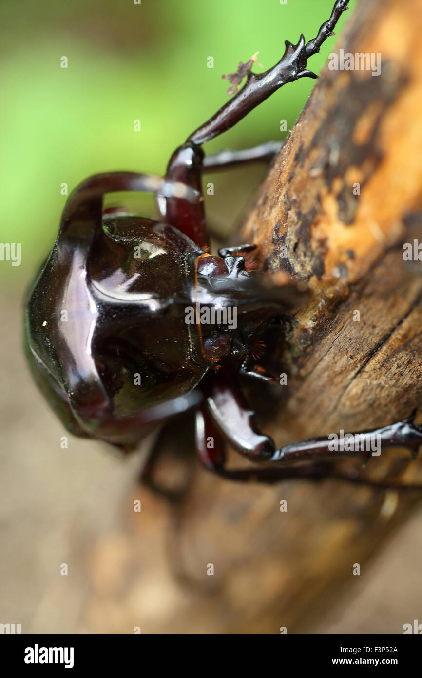 Atlas beetle chalcosoma atlas in hi-res stock photography and images ...