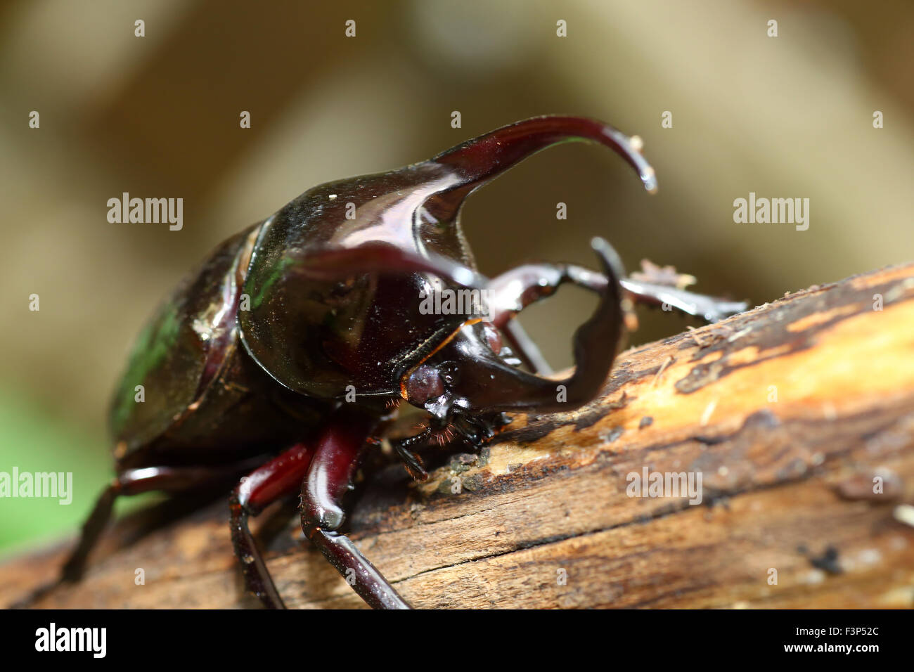 Atlas beetle (Chalcosoma atlas) in Philippines Stock Photo - Alamy