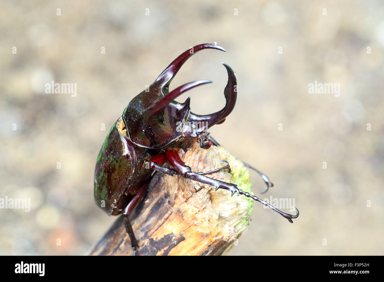 Atlas beetle (Chalcosoma atlas) in Philippines Stock Photo - Alamy