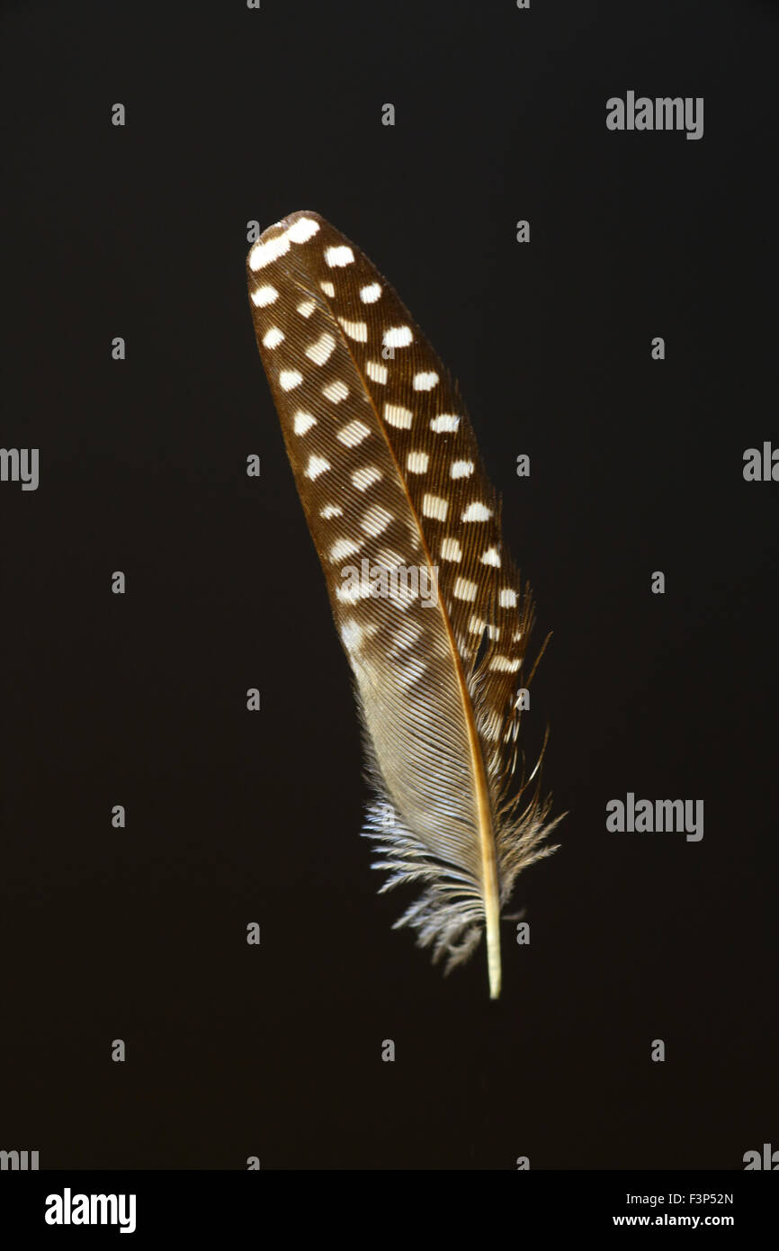 Bird's feather of Double-barred finch (Taeniopygia bichenovii Stock ...
