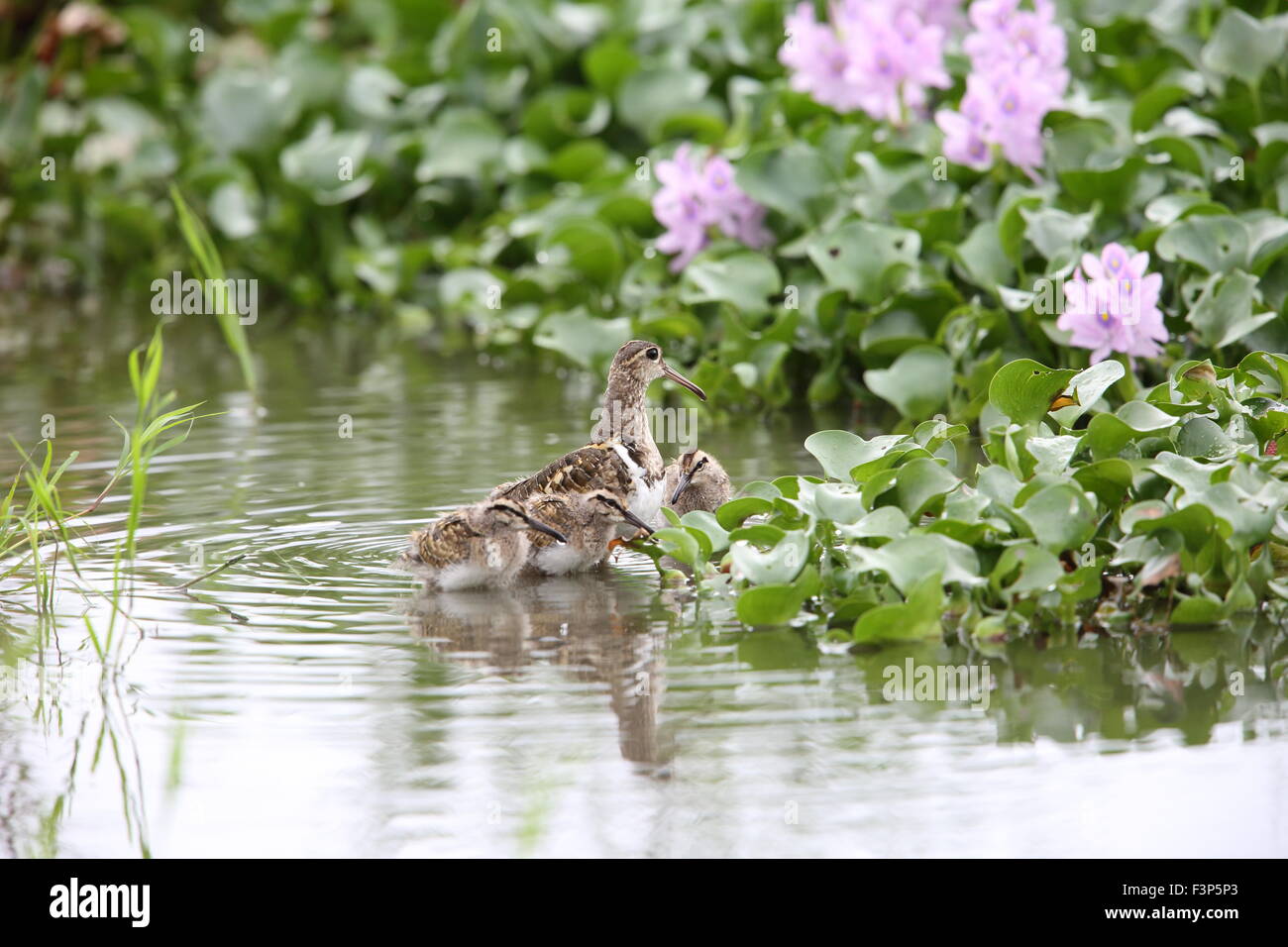 Greater painted snipe (Rostratula benghalensis) in Japan Stock Photo ...