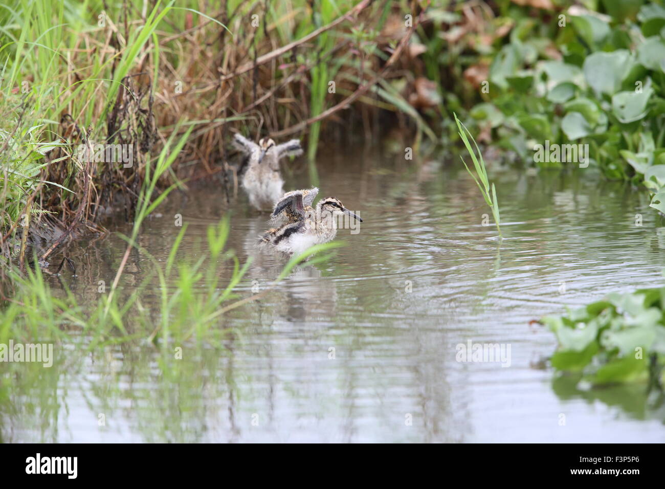 Greater painted snipe (Rostratula benghalensis) in Japan Stock Photo ...