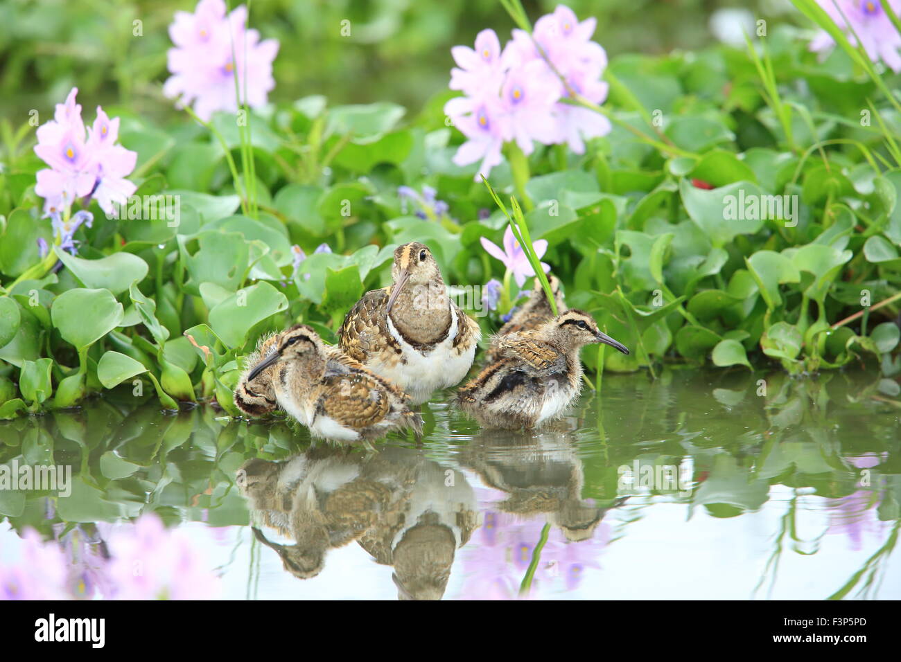 Greater painted snipe (Rostratula benghalensis) in Japan Stock Photo ...