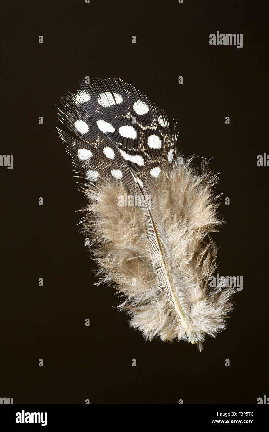 Guineafowl feather hi-res stock photography and images - Alamy