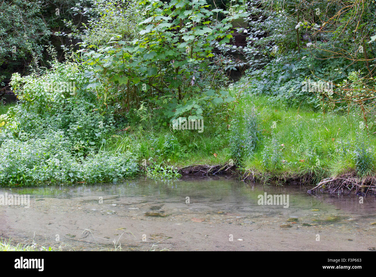 Watery woodland hi-res stock photography and images - Alamy