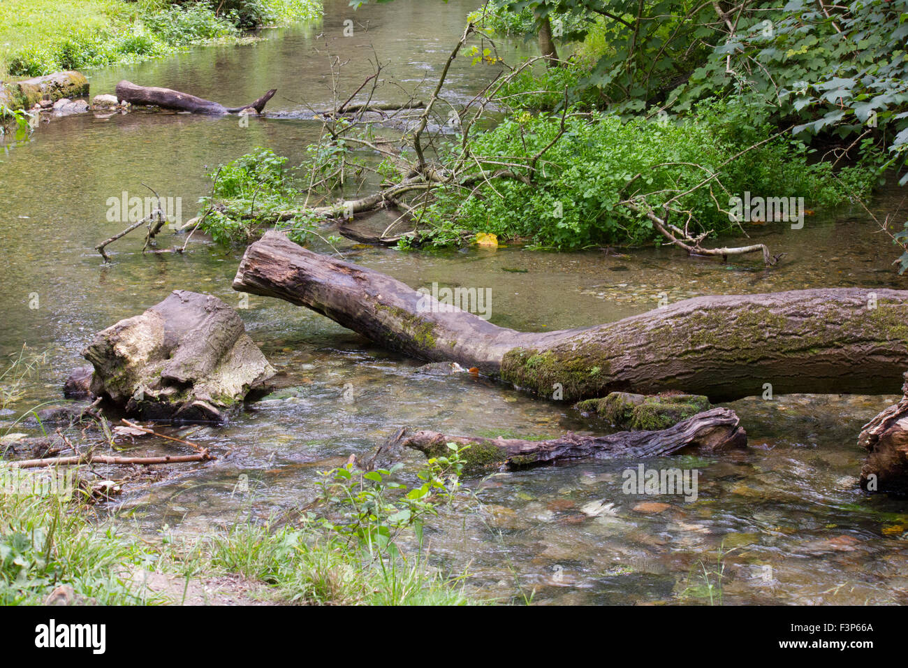 Broken trees in water hi-res stock photography and images - Alamy