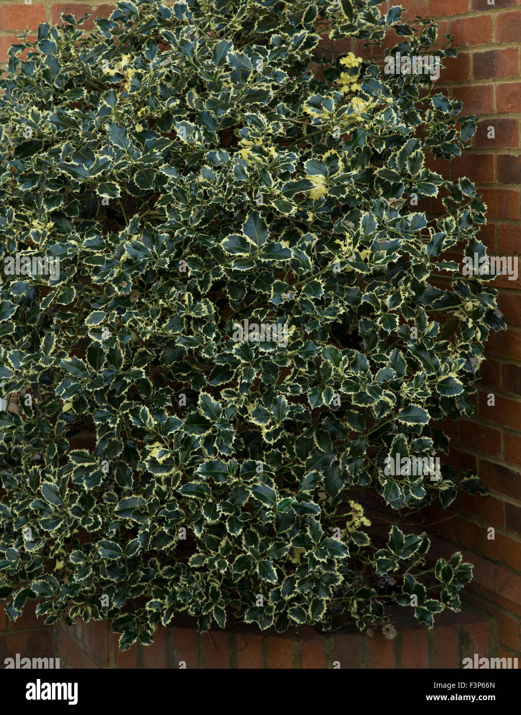 Variegated holly bush green hi-res stock photography and images - Alamy