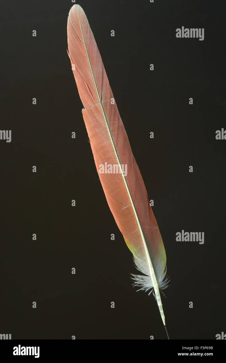 feather of Green-cheeked Parakeet (Pyrrhura molinae Stock Photo - Alamy