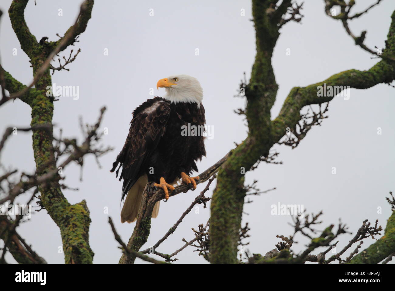 Bald Eagle (Haliaeetus leucocephalus) in Florida, North America Stock ...