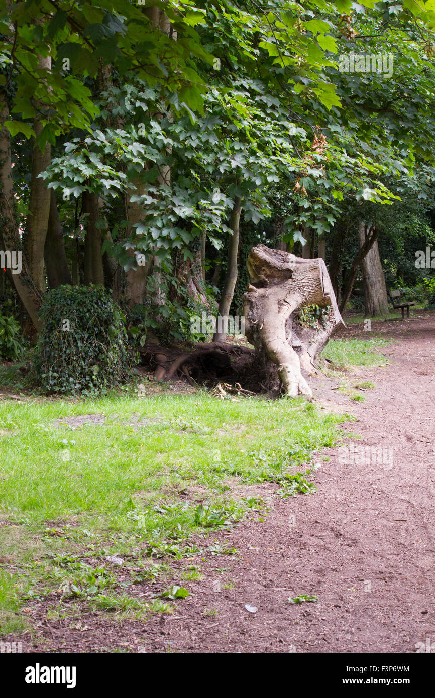 Torn from the ground hi-res stock photography and images - Alamy