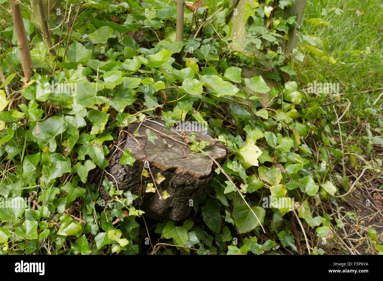 Weathered tree stump over taken by ivy Stock Photo - Alamy