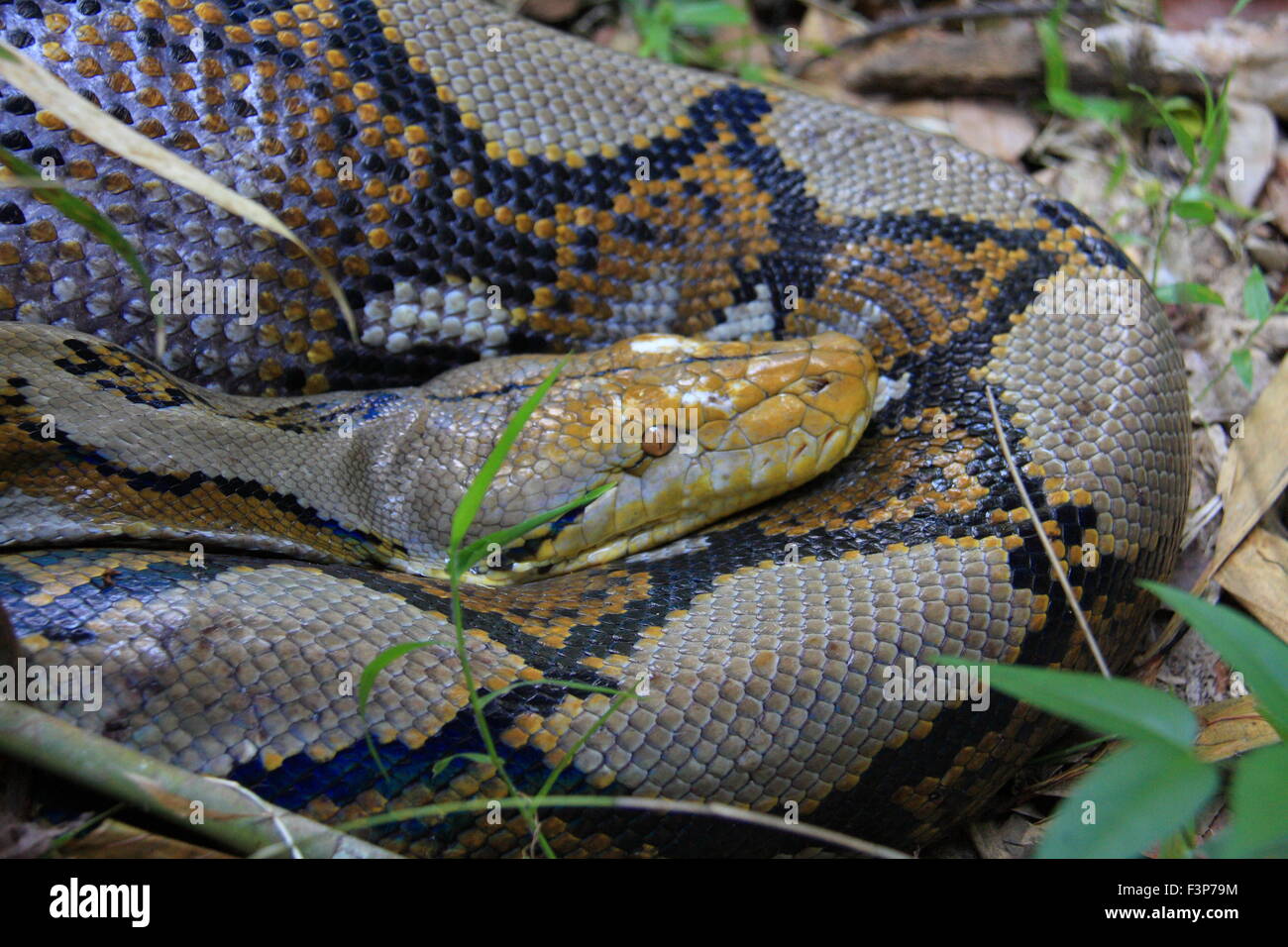 Reticulated python (Python reticulatus) in Thailand Stock Photo - Alamy