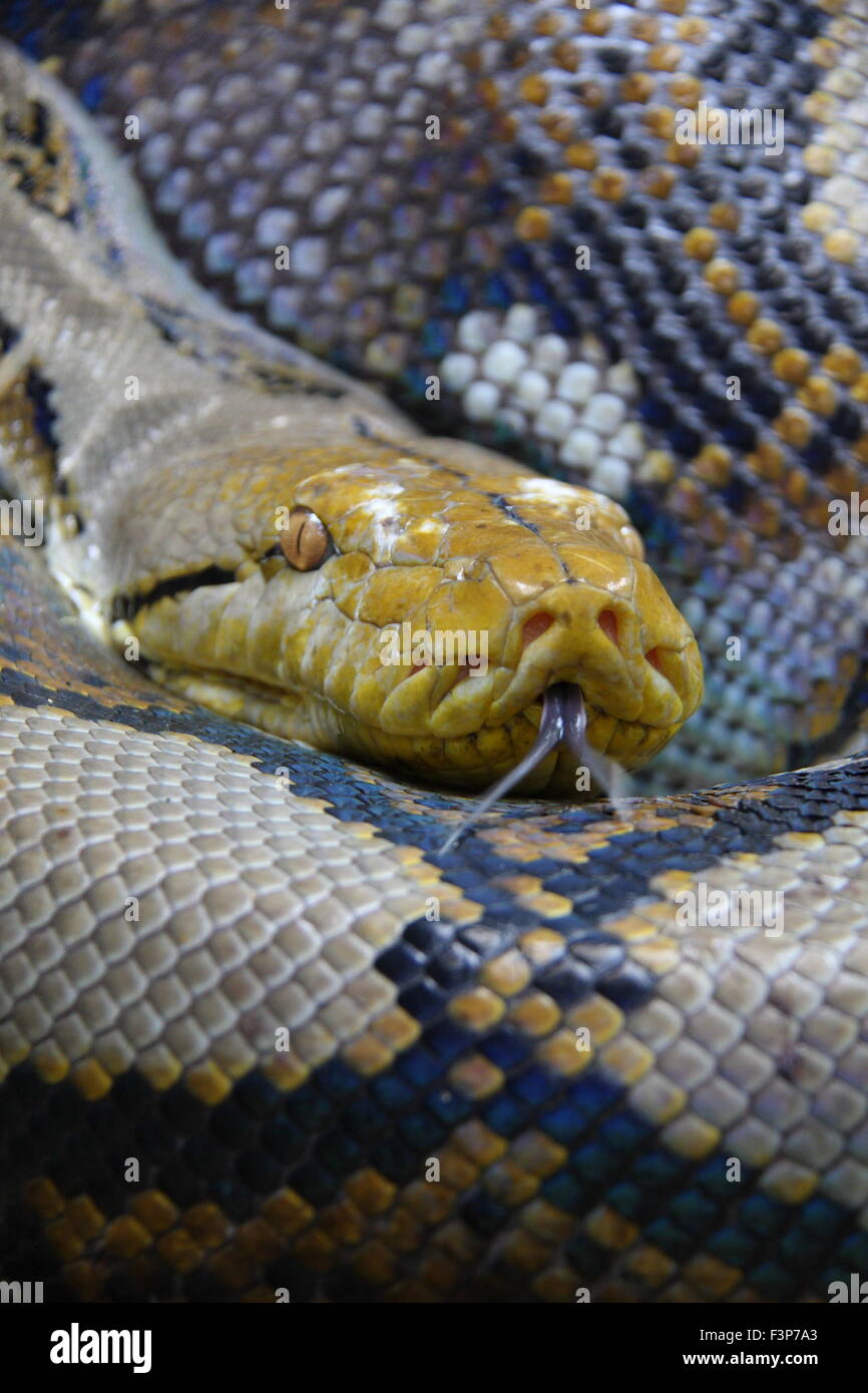 Reticulated python (Python reticulatus) in Thailand Stock Photo - Alamy Reticulated python (Python reticulatus) in Thailand Stock Photo - Alamy