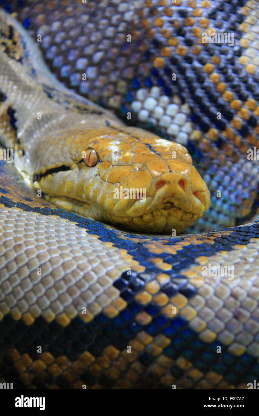 Reticulated python (Python reticulatus) in Thailand Stock Photo - Alamy