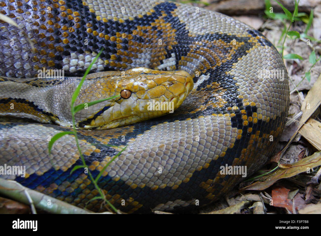 Reticulated python (Python reticulatus) in Thailand Stock Photo - Alamy