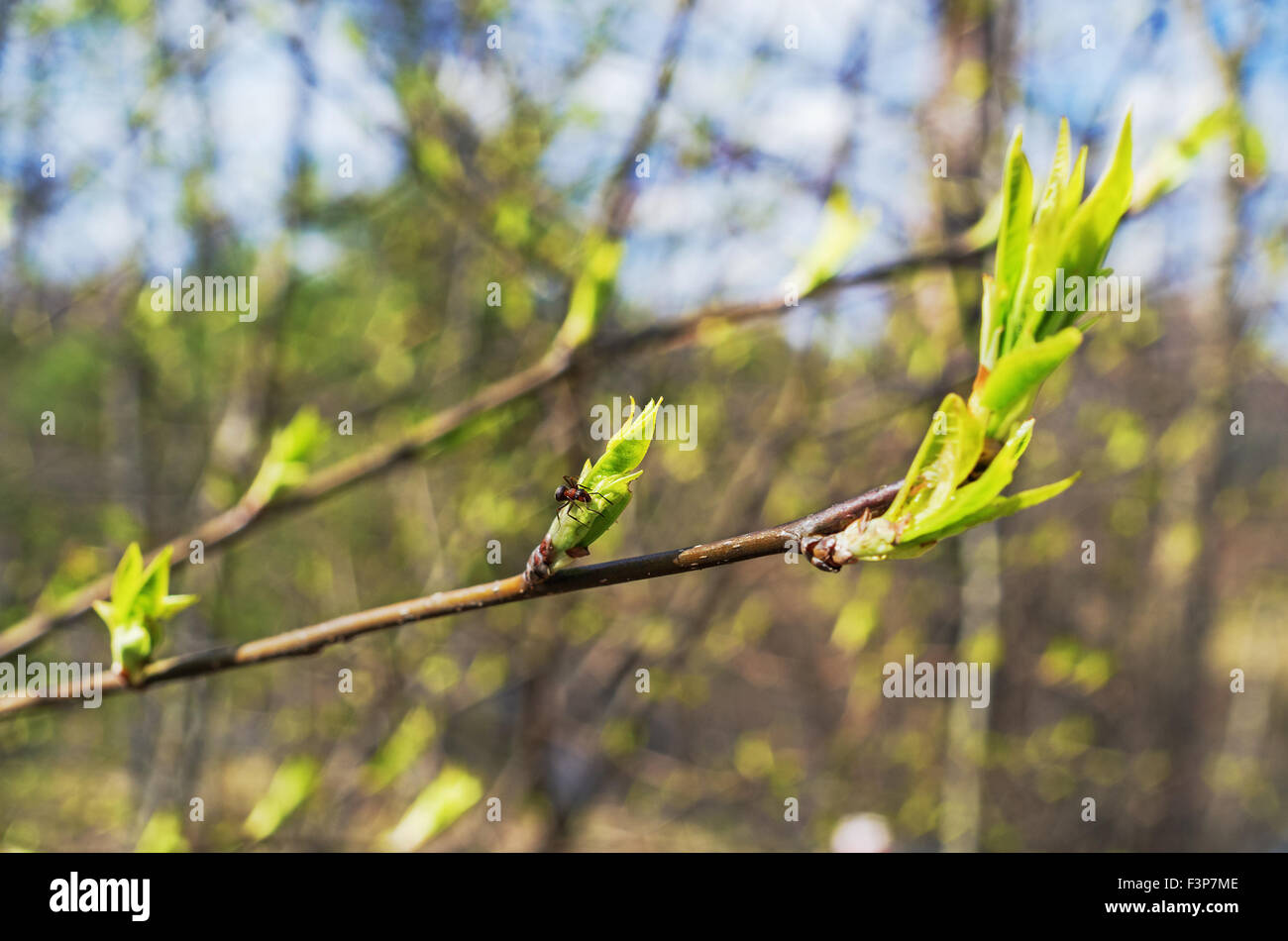 Forest tree branch with new foliage Stock Photo - Alamy