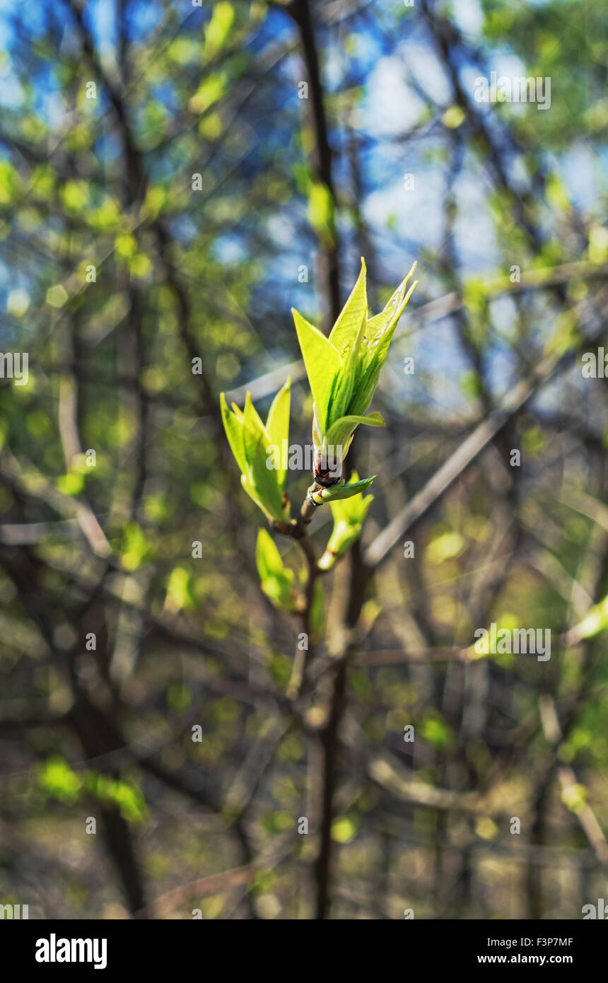Forest tree branch with new foliage Stock Photo - Alamy