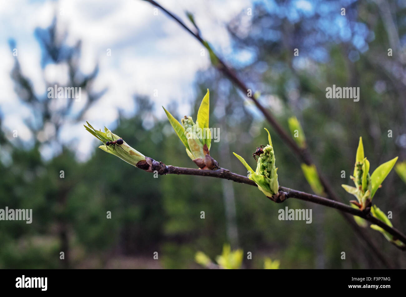 Forest tree branch with new foliage Stock Photo - Alamy
