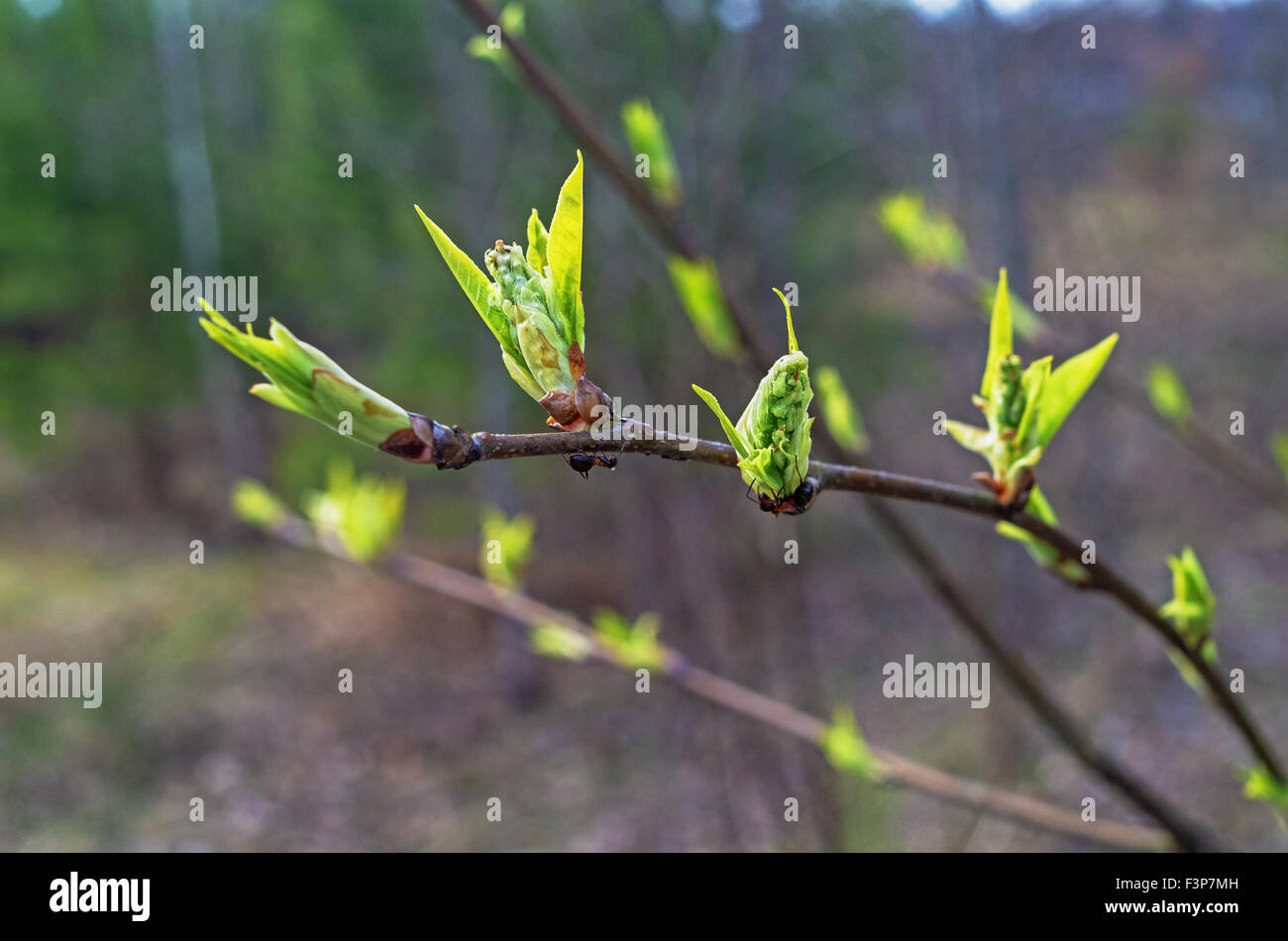 Forest tree branch with new foliage Stock Photo - Alamy