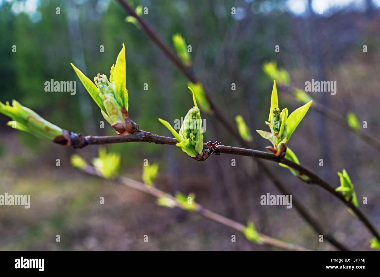 Forest tree branch with new foliage Stock Photo - Alamy